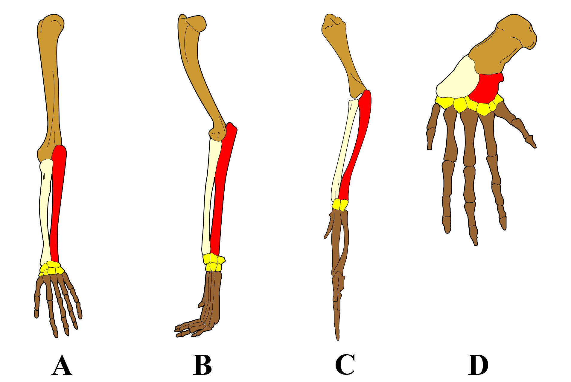 Why Do Dogs Look More Like Us Than Fish? • New Creation Blog