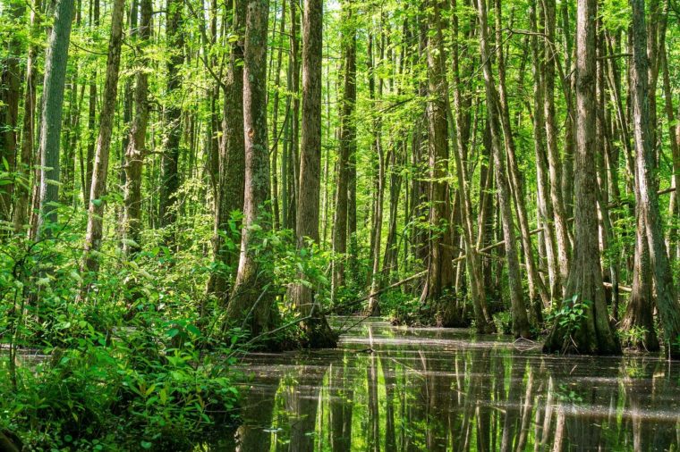 On the Origin of Coal Beds • New Creation Blog