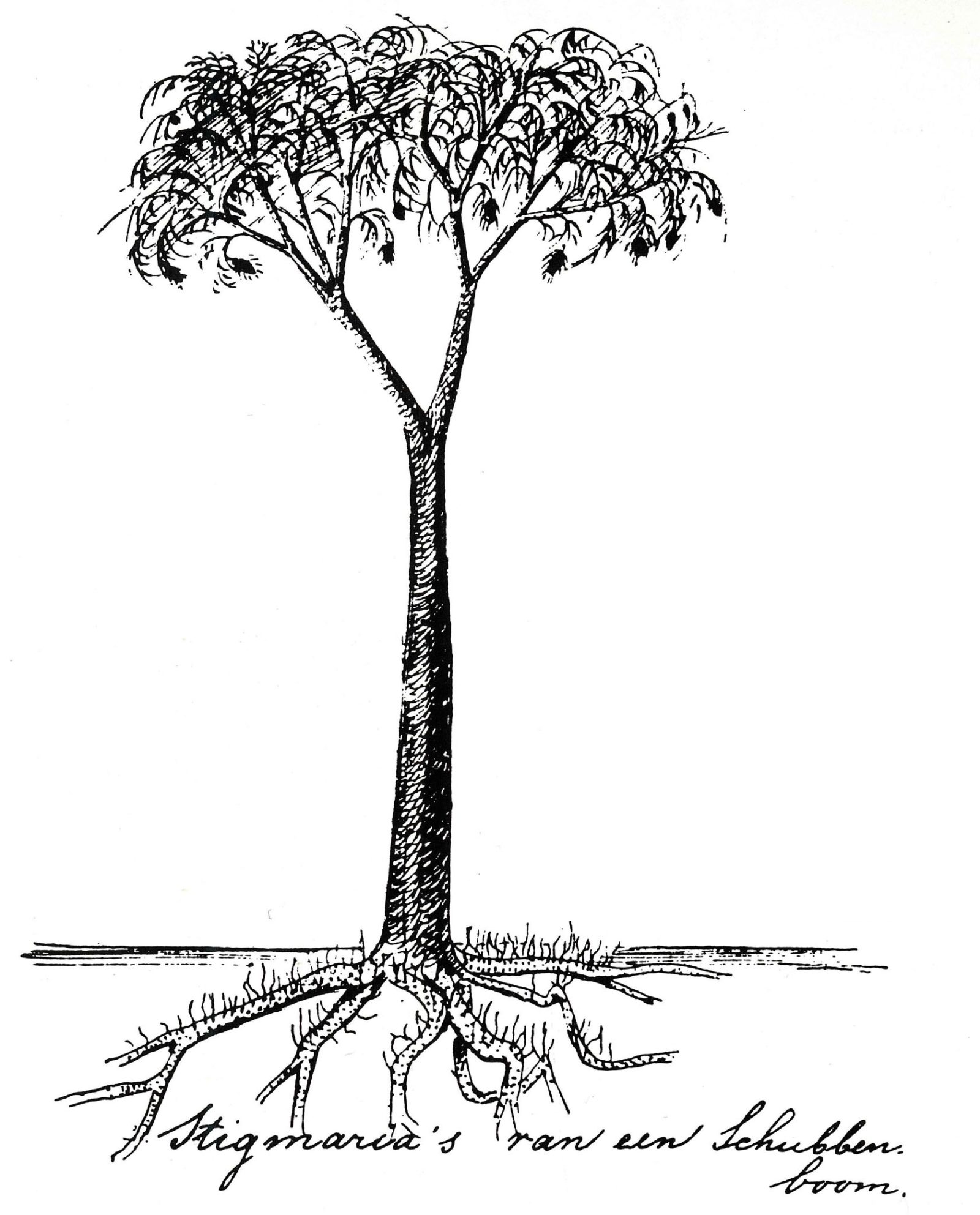 On the Origin of Coal Beds • New Creation Blog