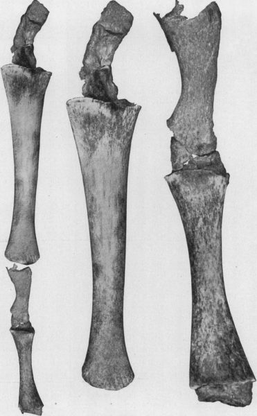 A Whale of a Tale About Whales: New Paradigms on Whale Origins • New ...