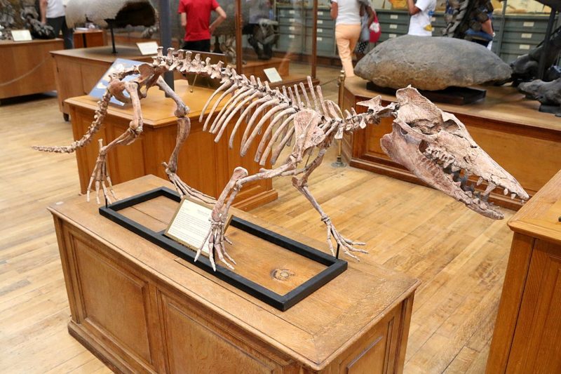 A Whale of a Tale About Whales: New Paradigms on Whale Origins • New ...