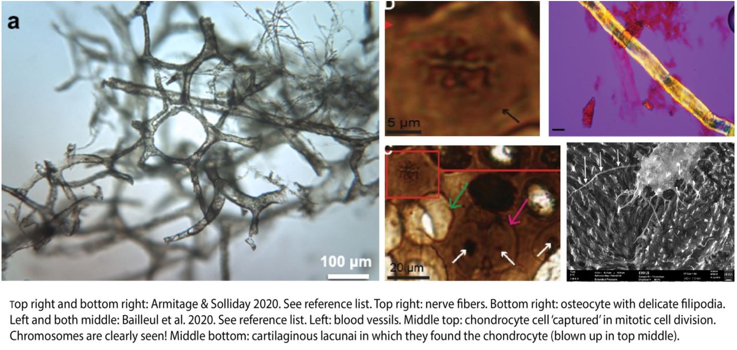 Dinosaur Soft Tissues: Can They Really Last for Two Hundred Million ...