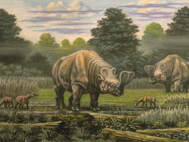Cenozoic Mammals After Their Kinds • New Creation Blog