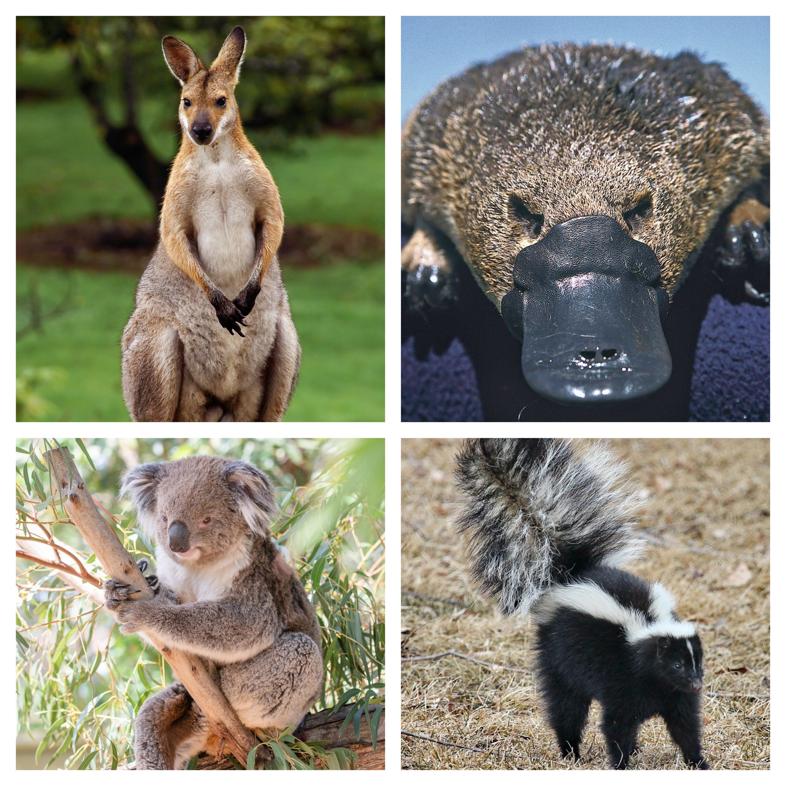 Cenozoic Mammals After Their Kinds • New Creation Blog