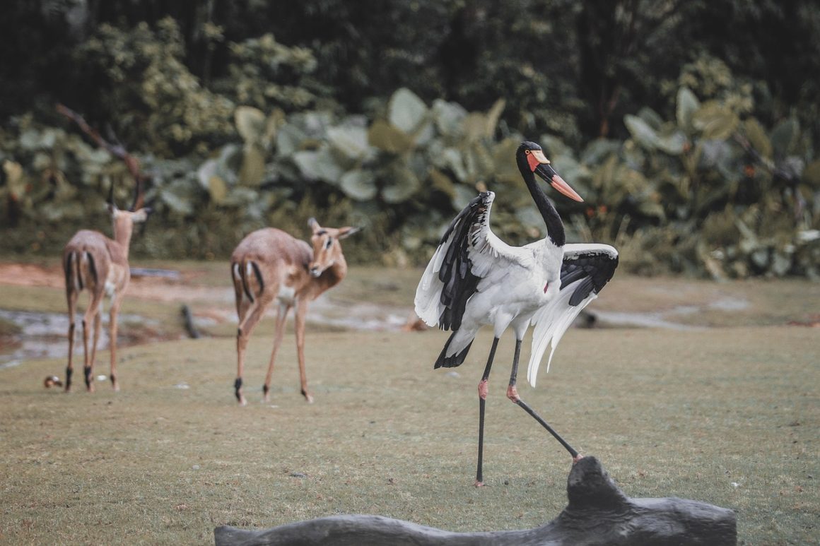 What Is Baraminology? • New Creation Blog