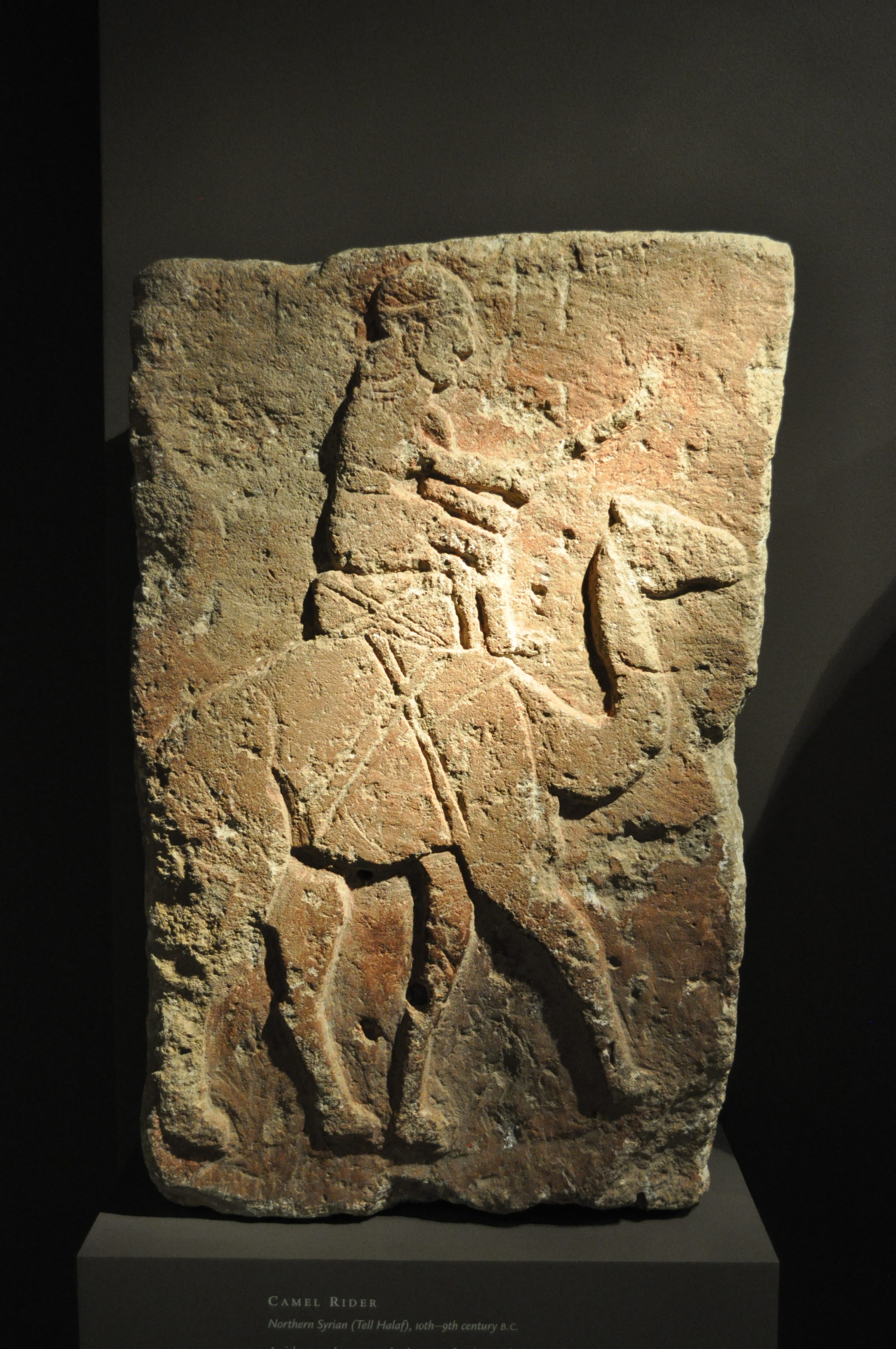 Camels and the Patriarchs • New Creation Blog