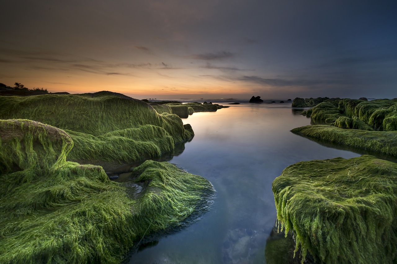 The History of Life: Creation Week • New Creation Blog