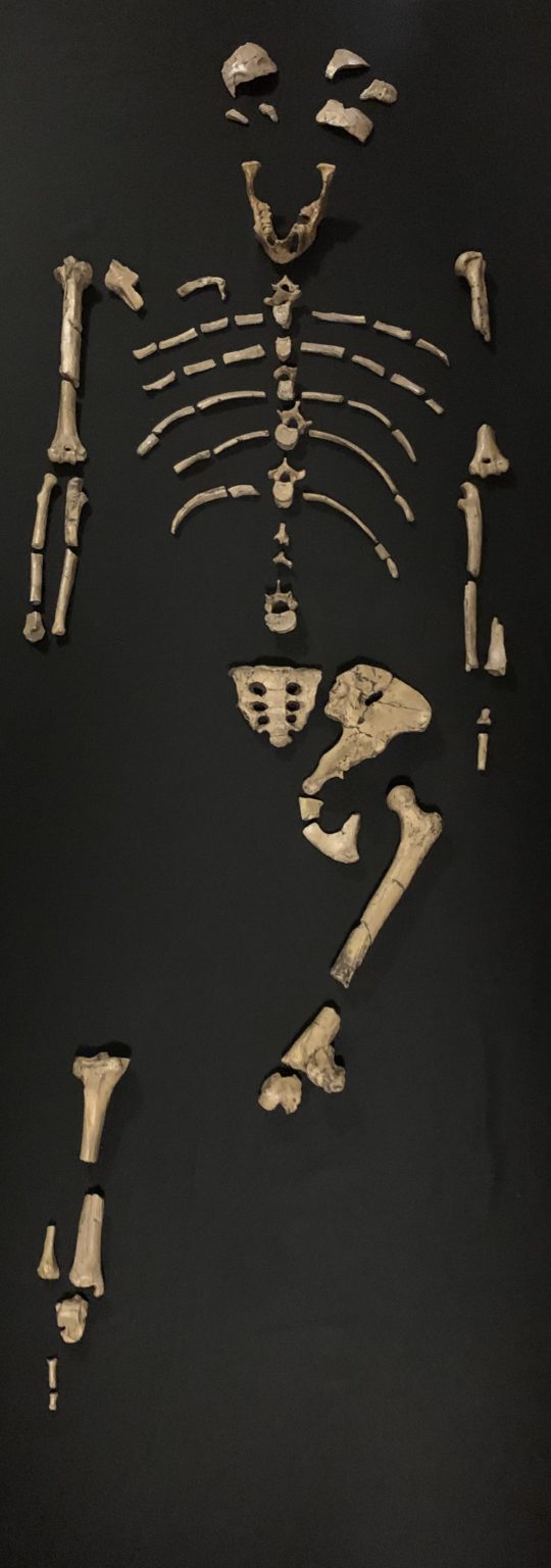 What is Paleoanthropology? • New Creation Blog