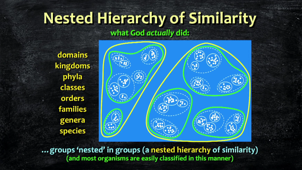 Netted Hierarchy of Biological Similarity • New Creation Blog