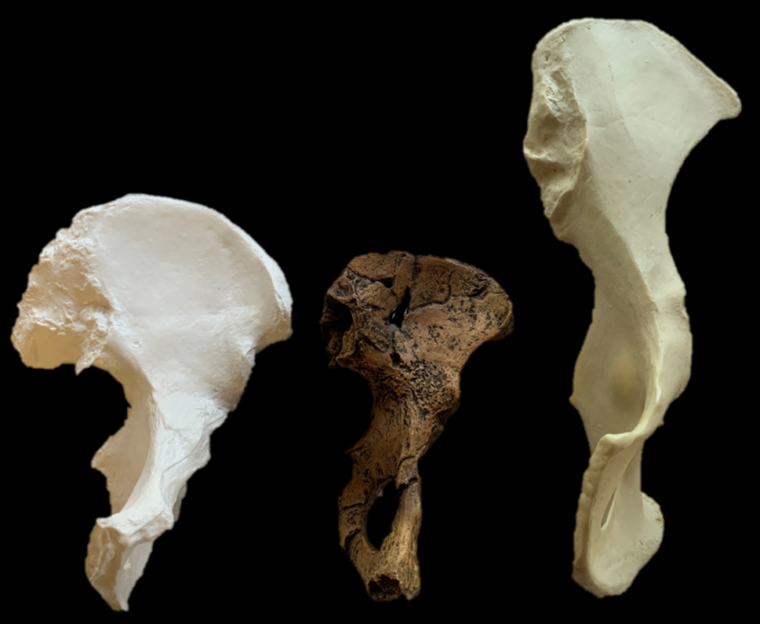 Australopithecines: Our Apish Ancestors? • New Creation Blog