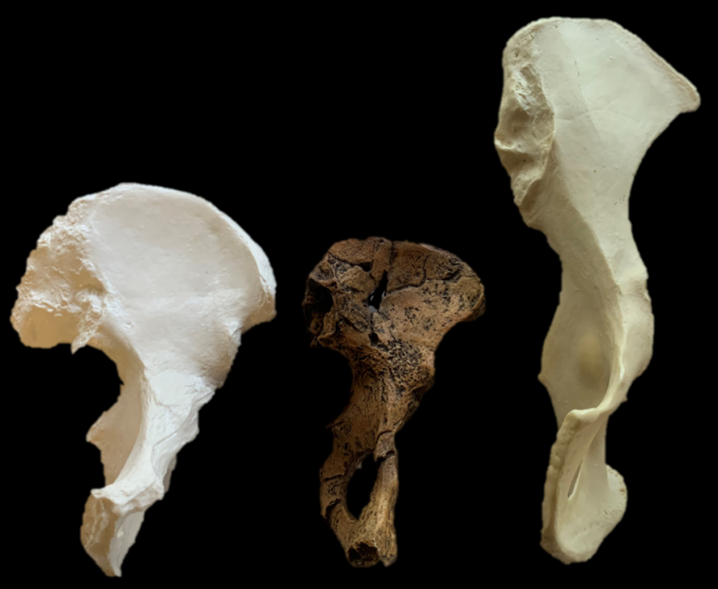 Australopithecines: Our Apish Ancestors? • New Creation Blog