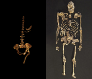 Australopithecines: Our Apish Ancestors? • New Creation Blog