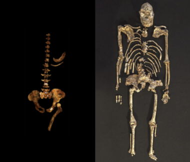 Australopithecines: Our Apish Ancestors? • New Creation Blog