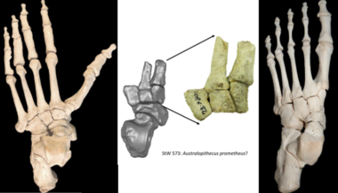 Australopithecines: Our Apish Ancestors? • New Creation Blog