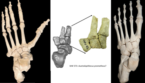 Australopithecines: Our Apish Ancestors? • New Creation Blog