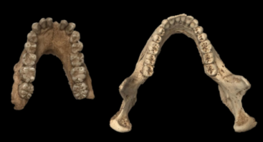 Australopithecines: Our Apish Ancestors? • New Creation Blog