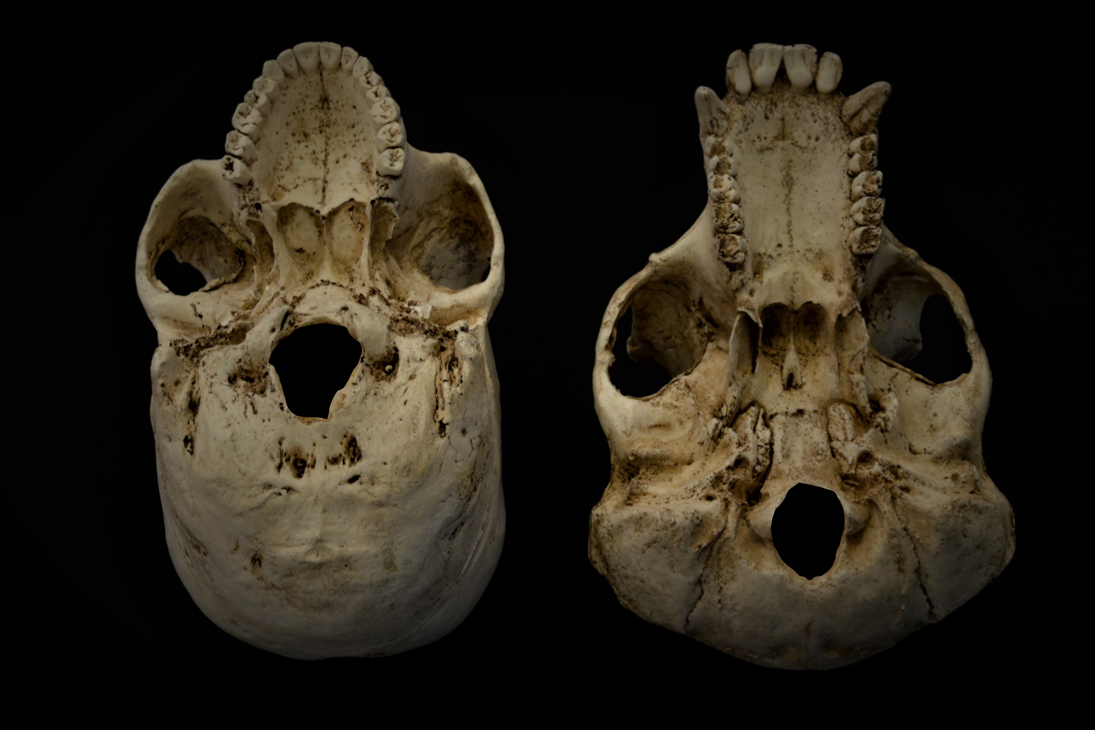 Australopithecines: Our Apish Ancestors? • New Creation Blog
