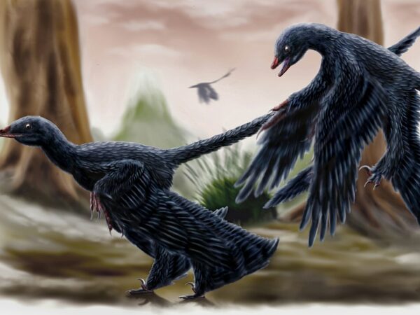 Are Feathered Dinosaurs Evidence for Bird Evolution? • New Creation Blog