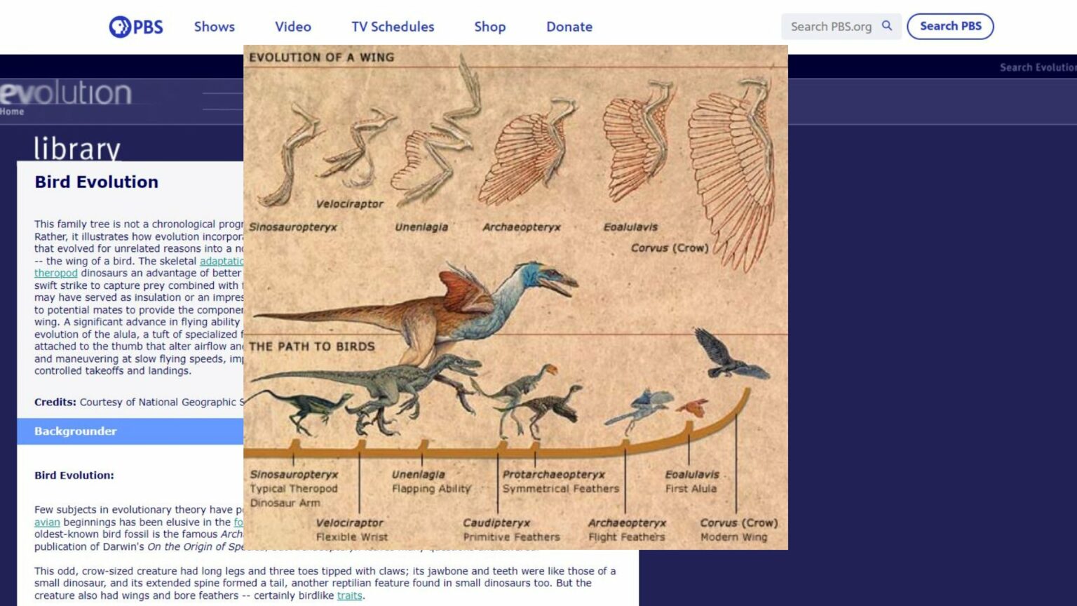 Are Feathered Dinosaurs Evidence for Bird Evolution? • New Creation Blog