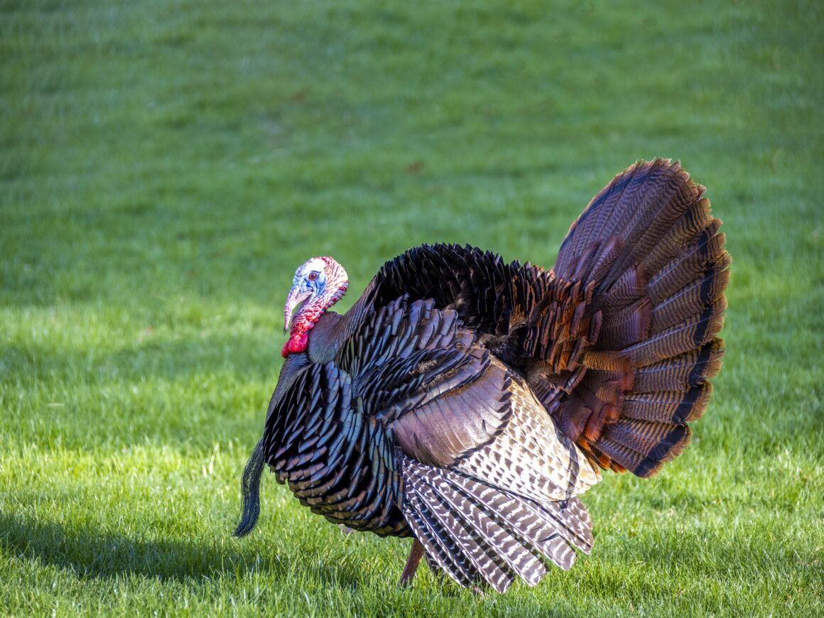 Turkeys: From Noah to the New World • New Creation Blog