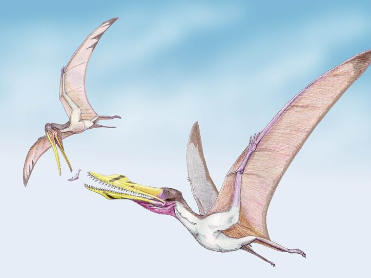 The Pterrific Saga of Pterosaurs • New Creation Blog