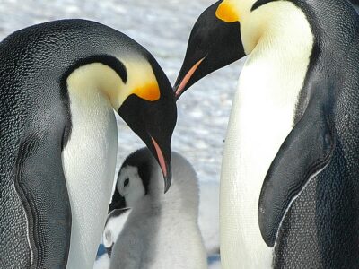 The Penguin Perspective • New Creation Blog