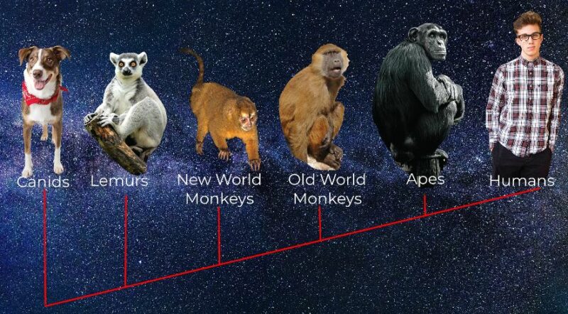 Why Do We Look So Similar To Chimps? - pt. 1 • New Creation Blog