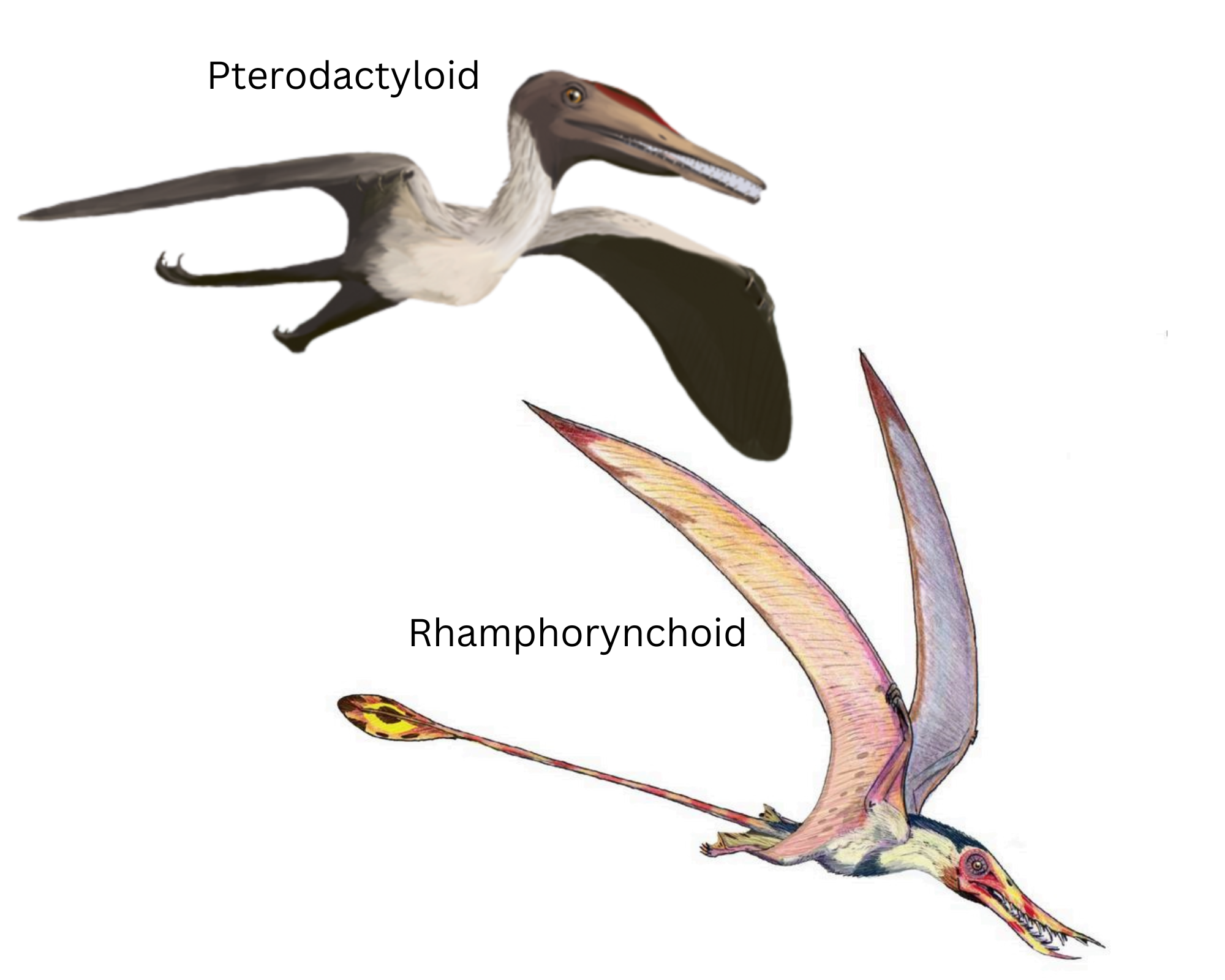 The Pterrific Saga of Pterosaurs • New Creation Blog