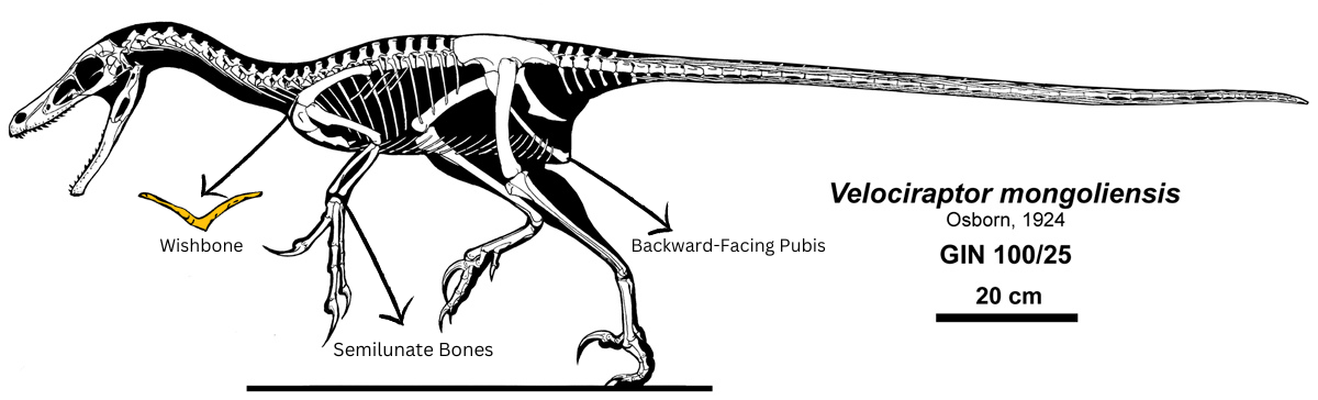 Velociraptor: A Feathered Fiend • New Creation Blog