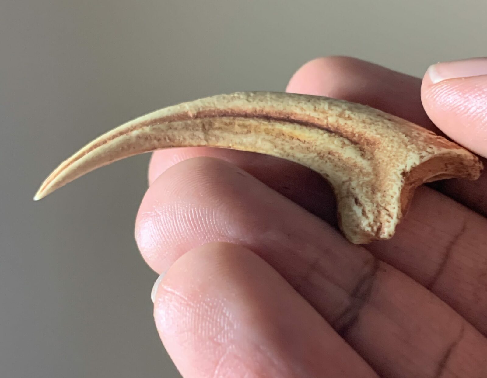 Velociraptor: A Feathered Fiend • New Creation Blog