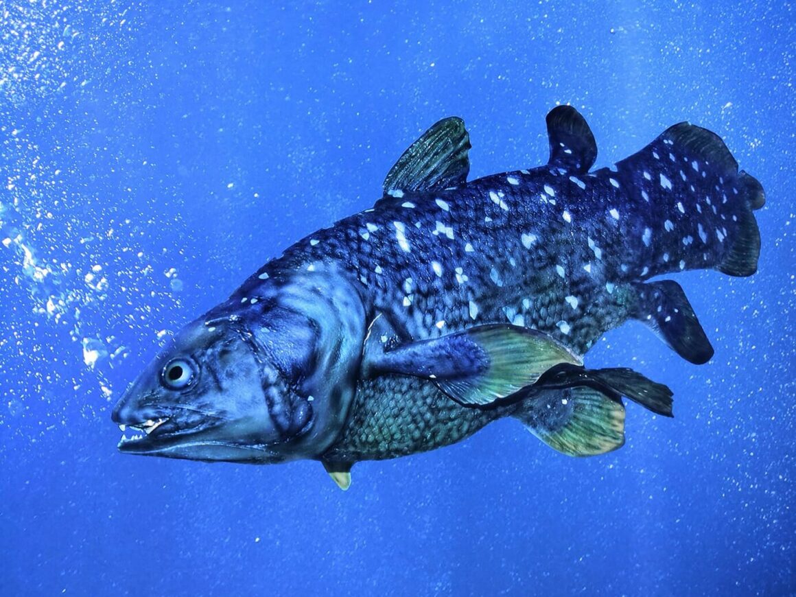 Is the Coelacanth a "Living Fossil?" • New Creation Blog