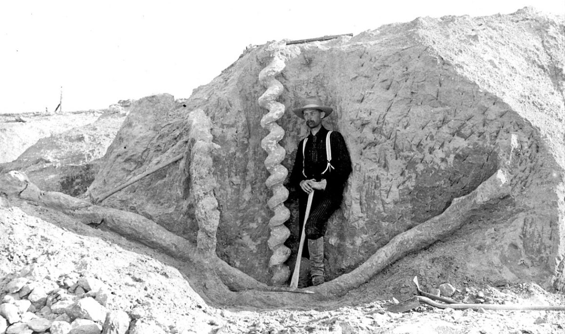 Beavers That Build Burrows Instead of Dams • New Creation Blog