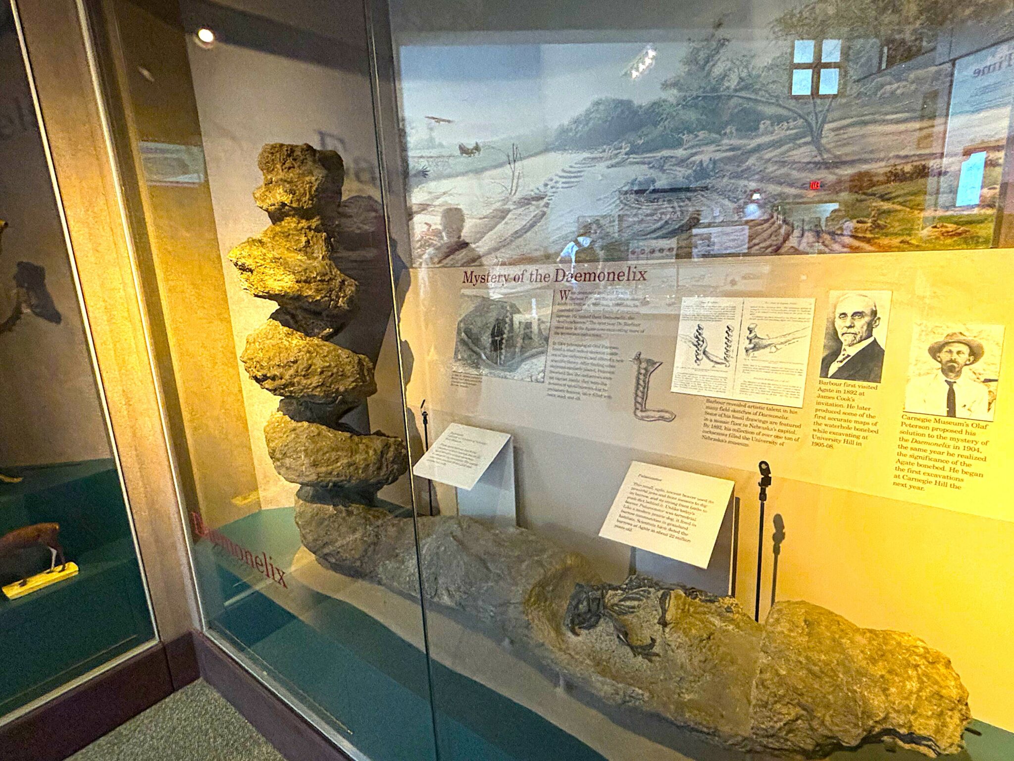 Beavers That Build Burrows Instead of Dams • New Creation Blog