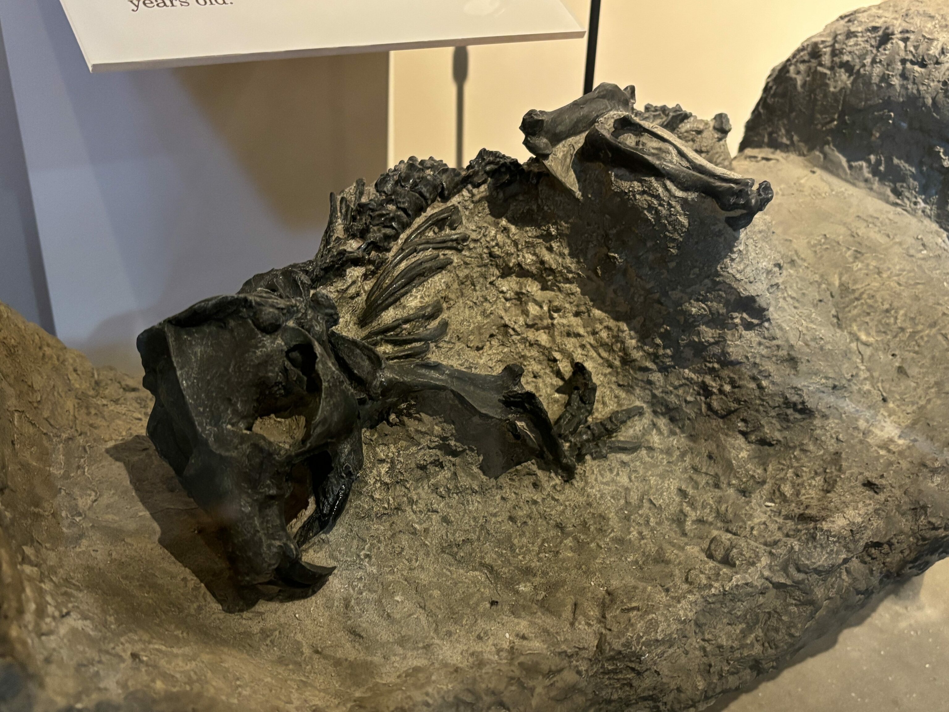 Beavers That Build Burrows Instead of Dams • New Creation Blog