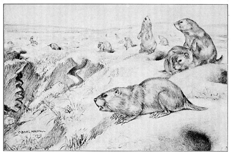 Beavers That Build Burrows Instead of Dams • New Creation Blog