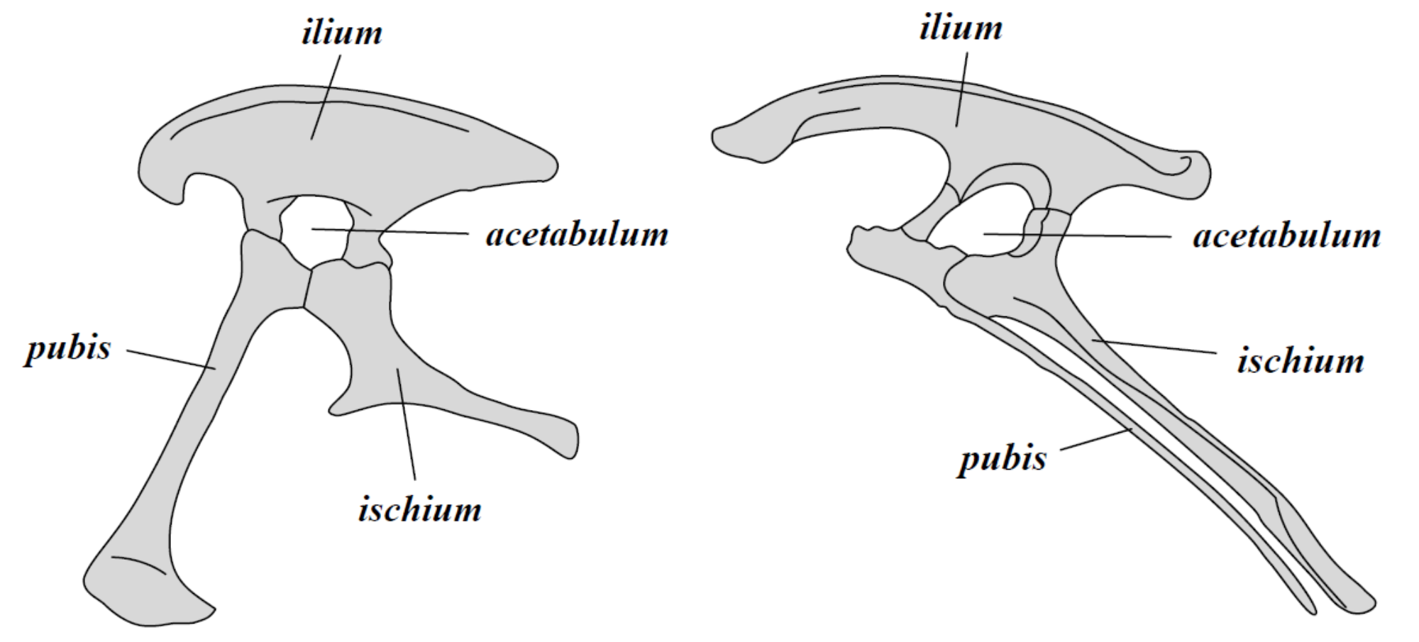 Feathered by Design, pt 2: Maws, Claws, and Classification Laws • New ...