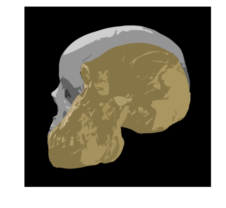 Homo naledi: Almost Human? • New Creation Blog