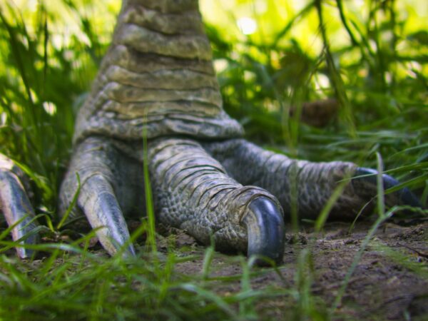 Feathered by Design, pt 2: Maws, Claws, and Classification Laws • New ...