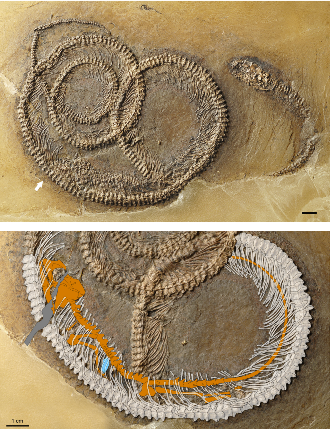 The Fossil Record: Red in Tooth and Claw • New Creation Blog