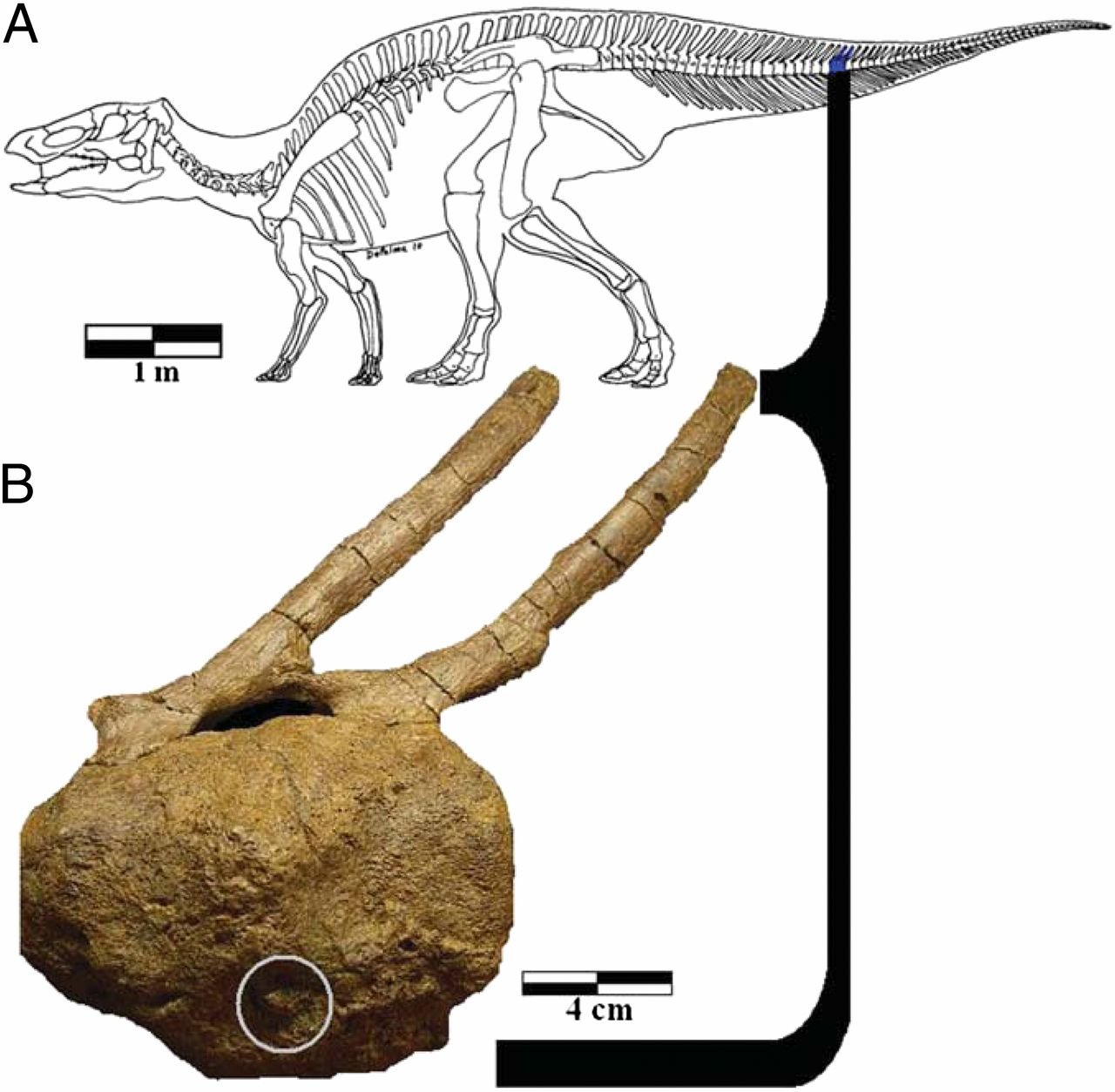 The Fossil Record: Red in Tooth and Claw • New Creation Blog
