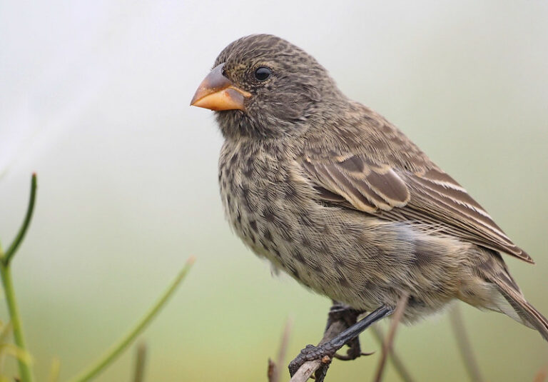 A New Bird Species in Just 50 Years?! • New Creation Blog