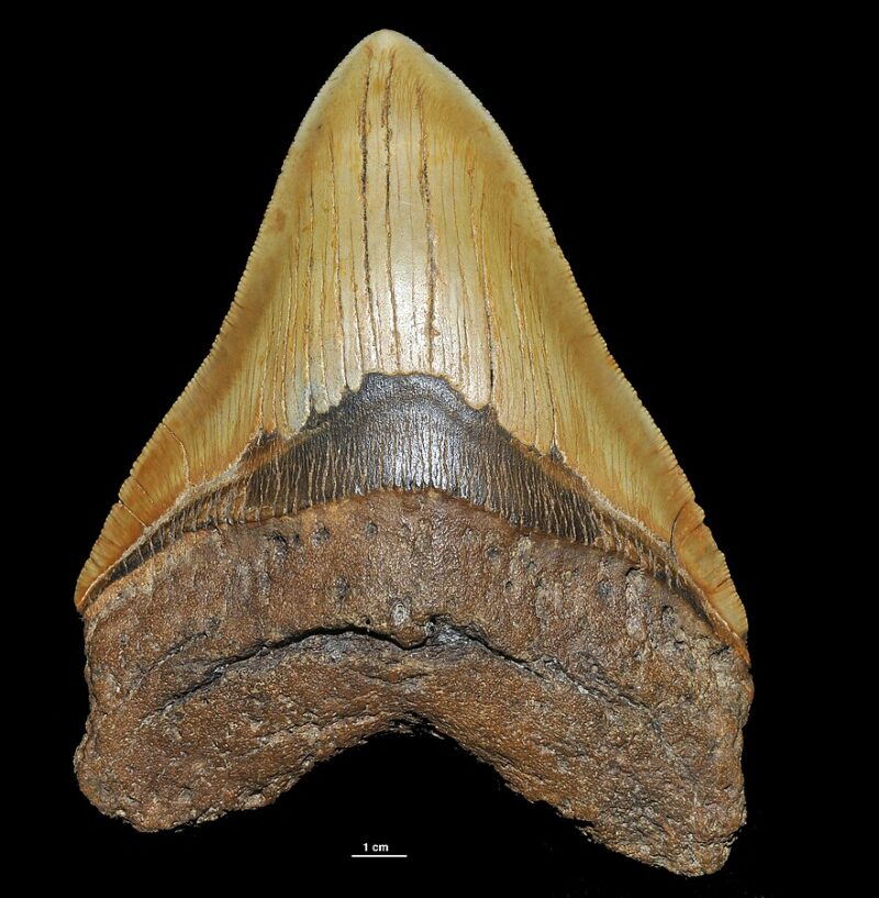 When Teeth Talk: A Creationist Perspective on the Megalodon • New ...