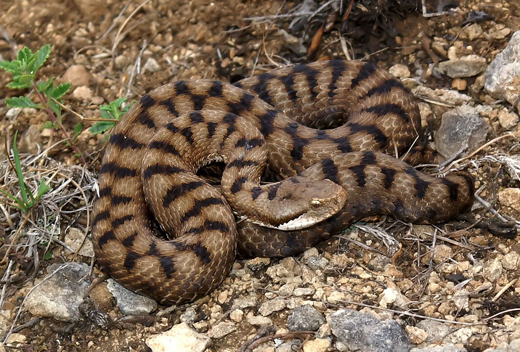 The Mystery of the Maltese Viper • New Creation Blog