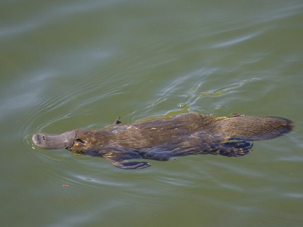Platypuses and Echidnas: Monotremes Before & After the Flood • New ...