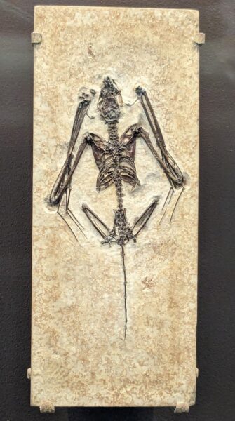 Carbon Dating: In Need of Calibration • New Creation Blog