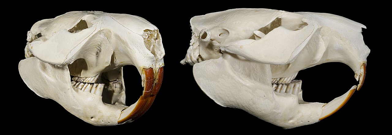 Fossil Whoops: The Jurassic Beaver • New Creation Blog