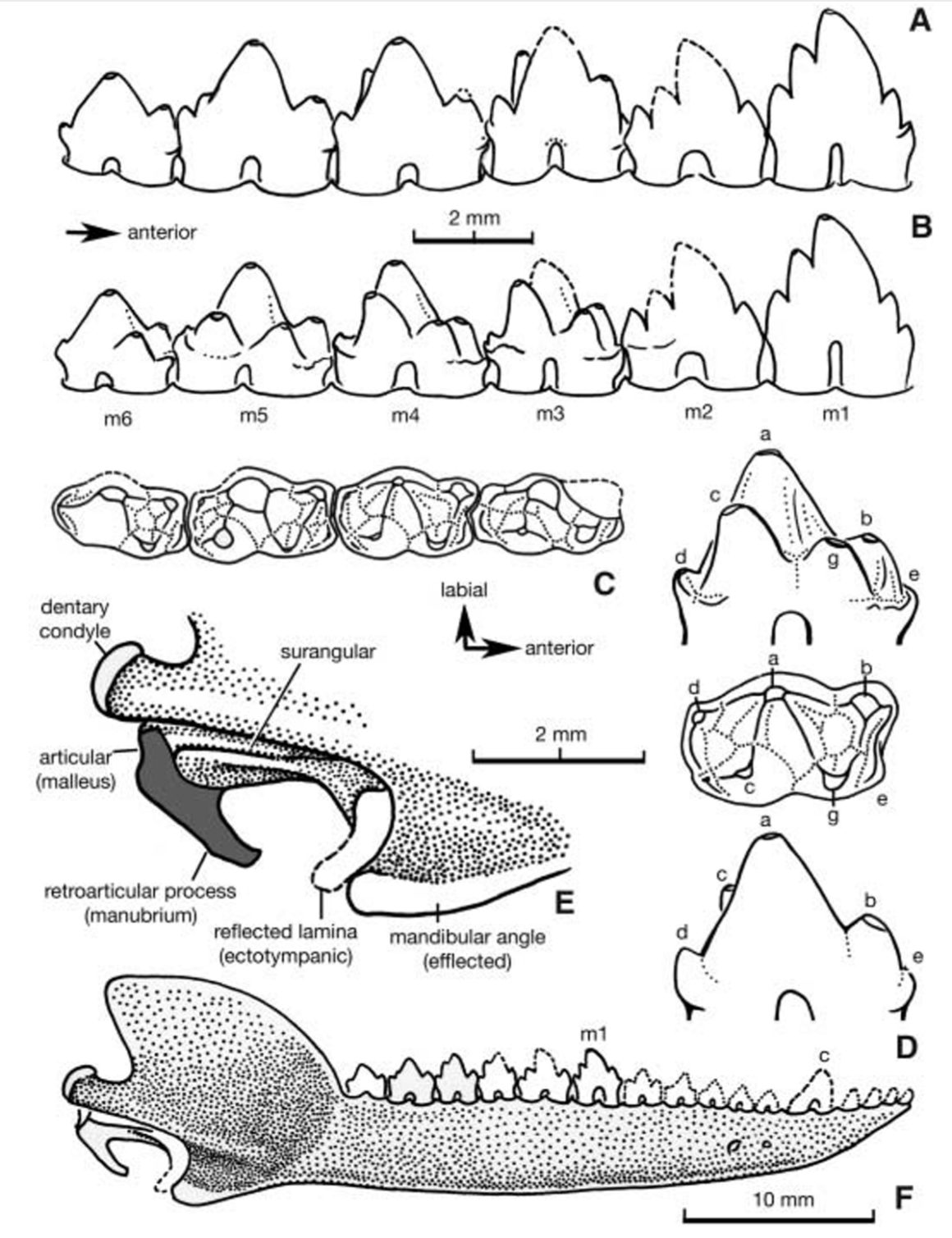 Fossil Whoops: The Jurassic Beaver • New Creation Blog