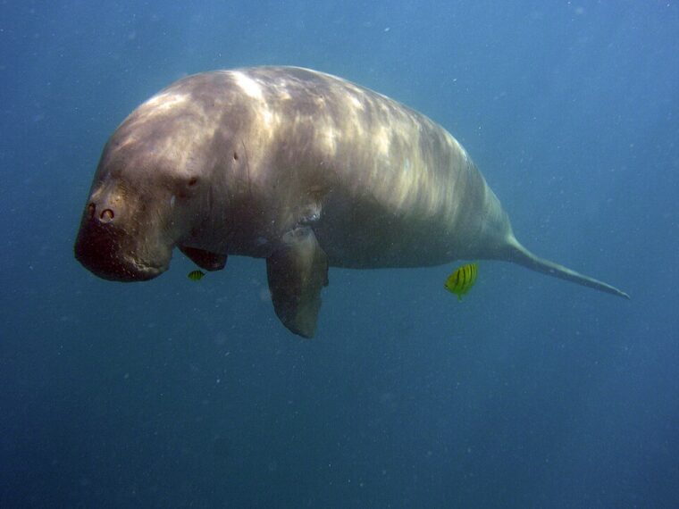 A Biblical History of Sea Cows • New Creation Blog
