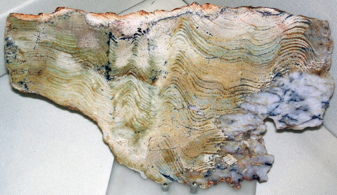 Stromatolites: Microbial Marvels of the Sea • New Creation Blog