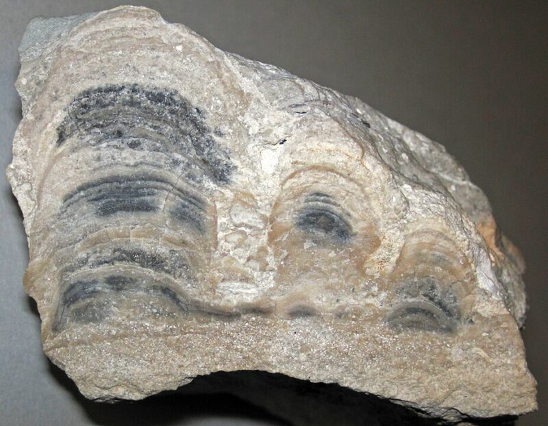 Stromatolites: Microbial Marvels of the Sea • New Creation Blog